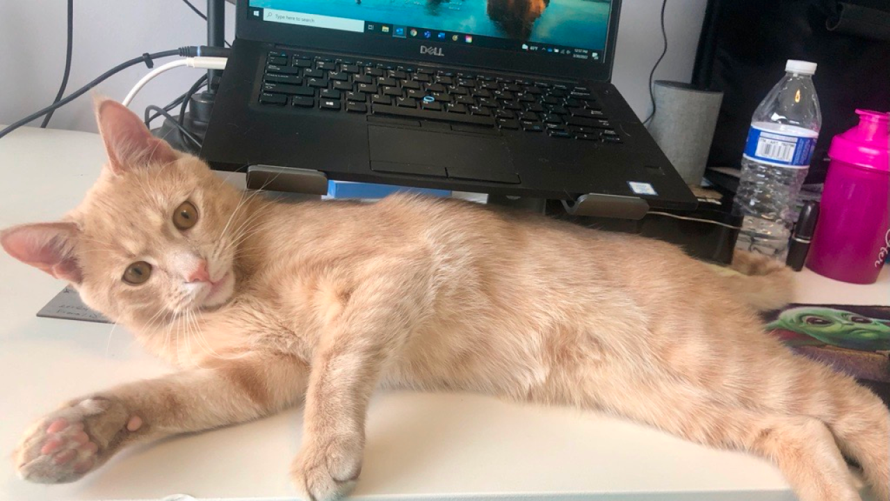 The Cat Is Out of the Bag | Dentrix